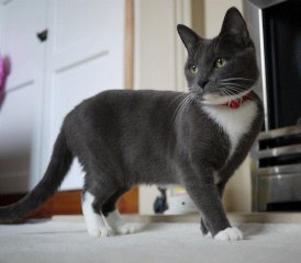 Little_Phoebe | Heatons Cats