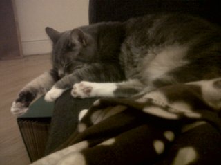 Perci_1s | Heatons Cats