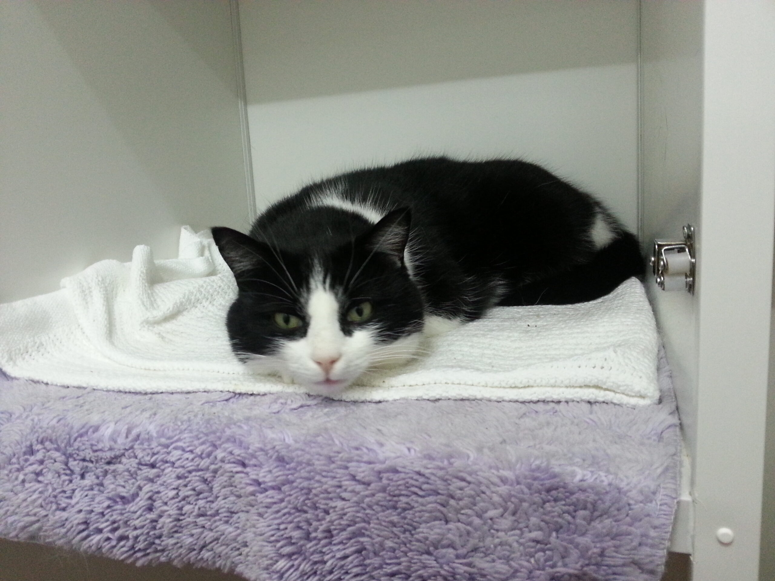 harley 1 | Heatons Cats