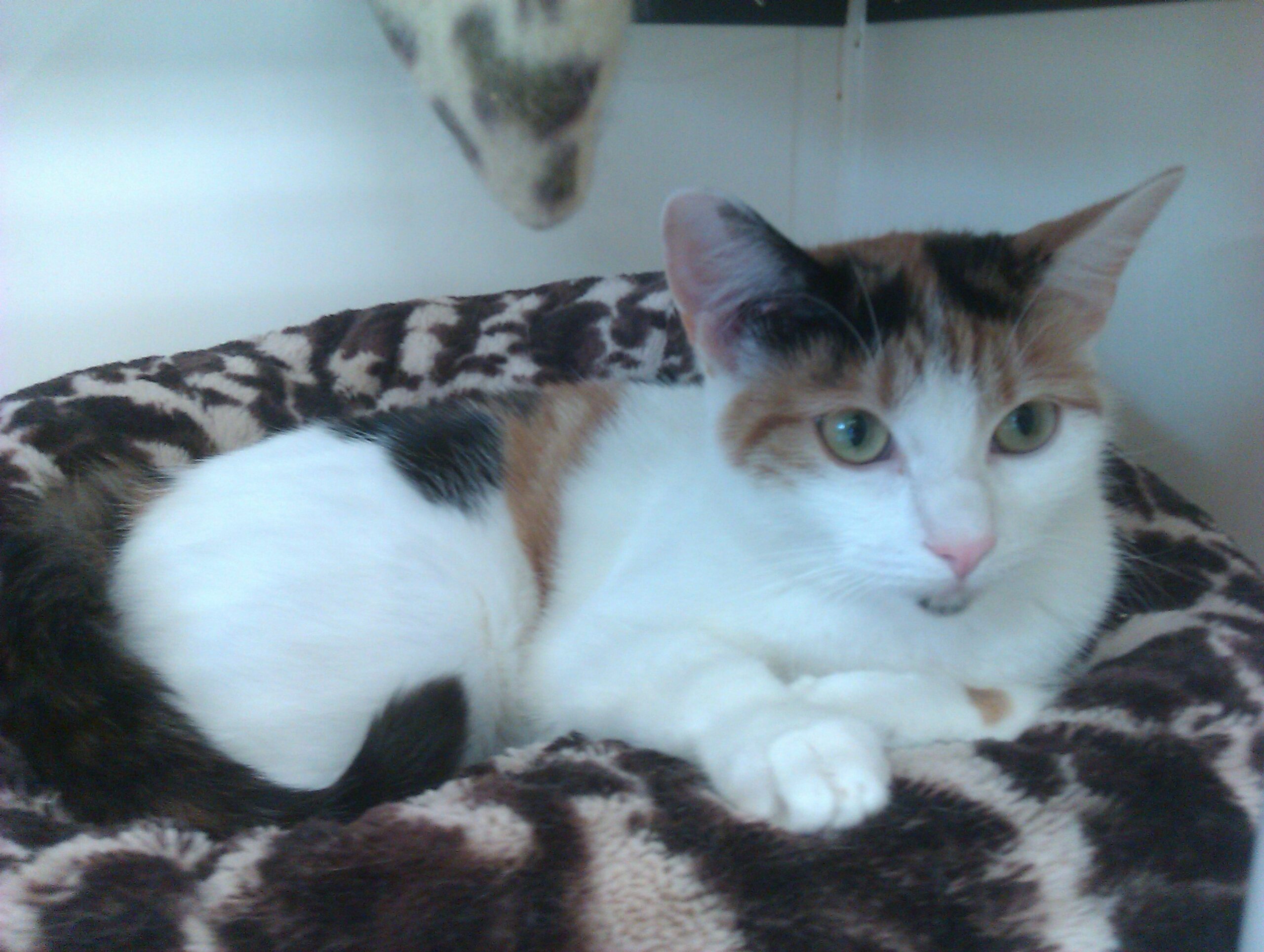 IMAG1661 | Heatons Cats