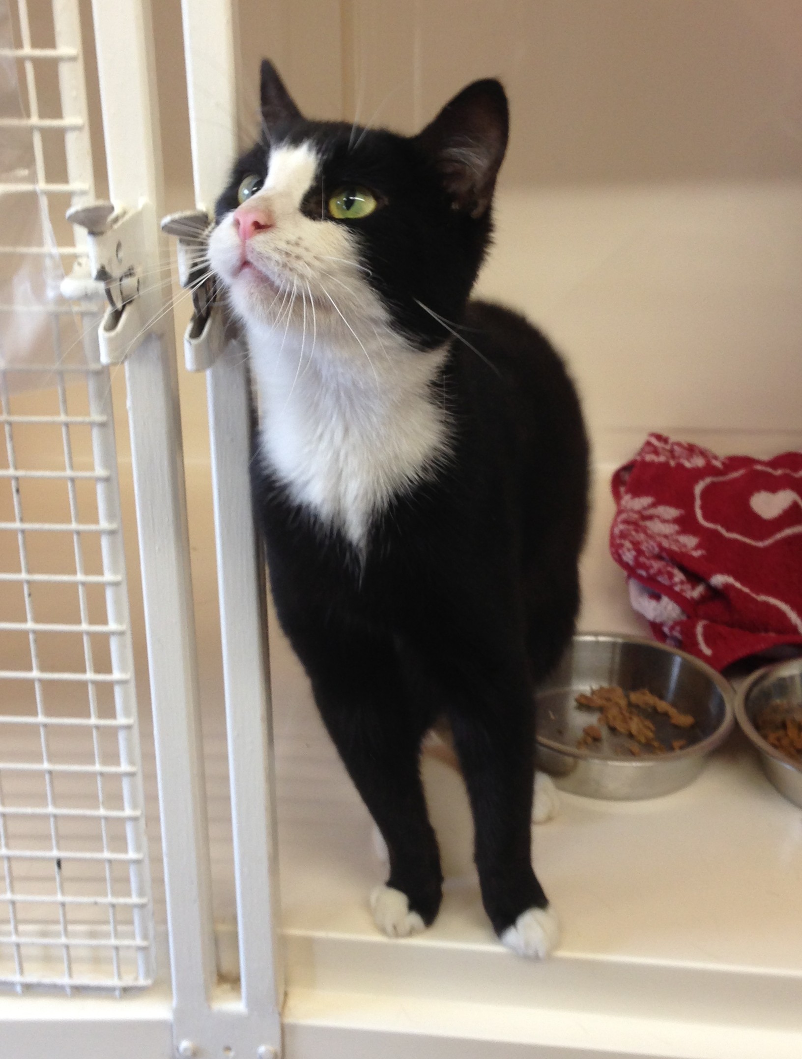 bryan | Heatons Cats