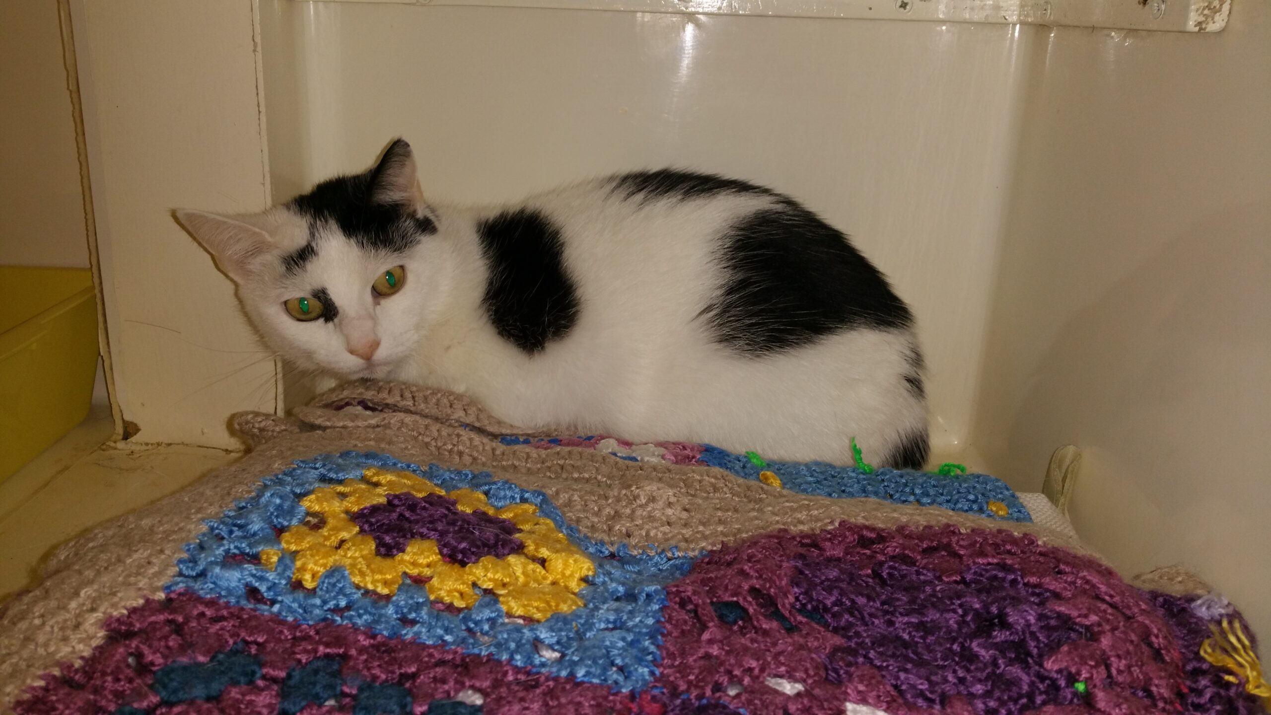 maxine | Heatons Cats