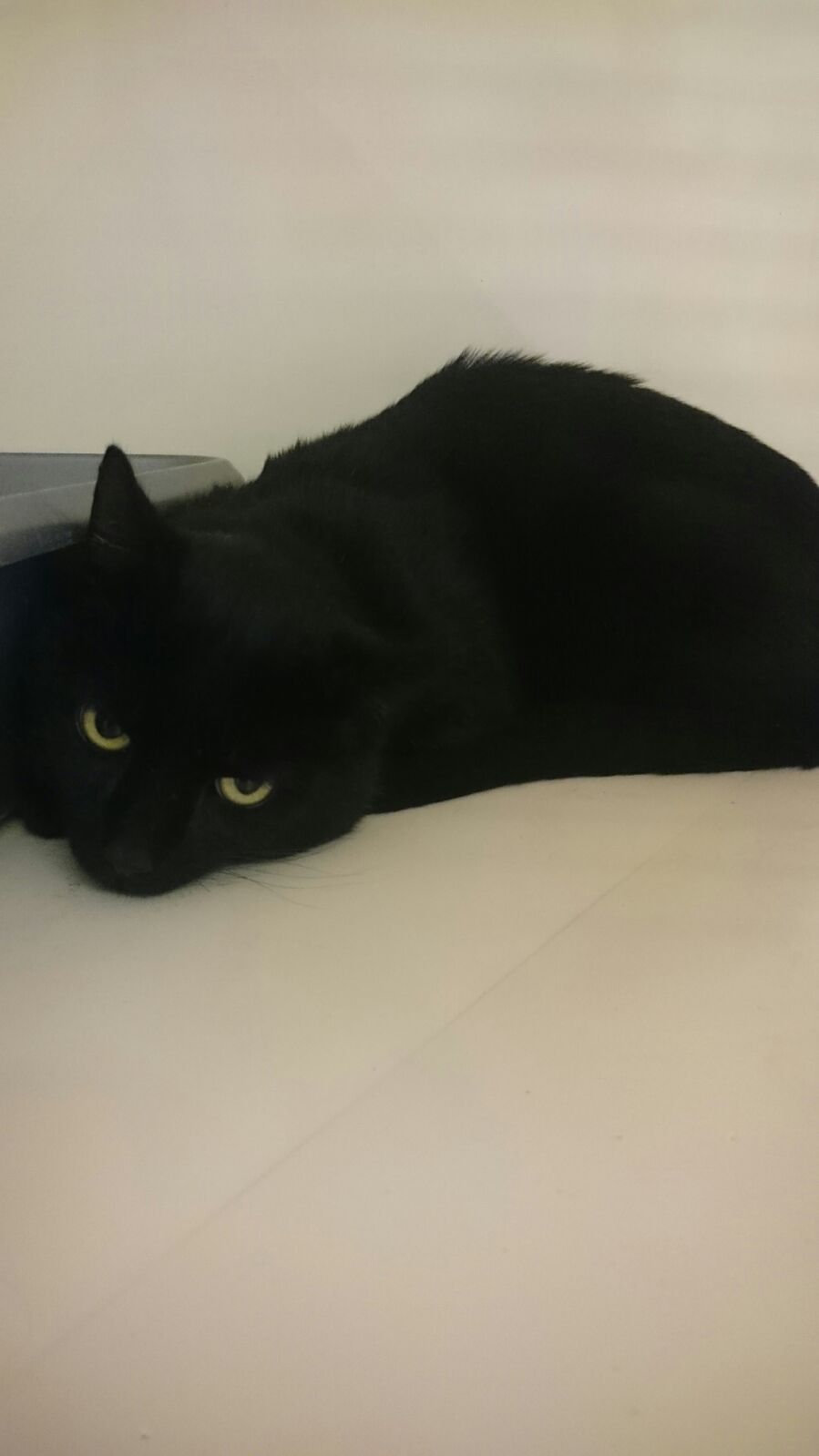 sooty | Heatons Cats