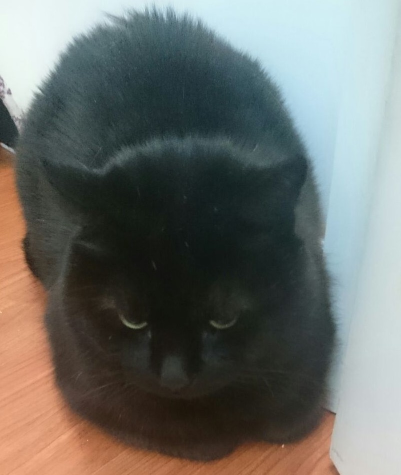 Terry | Heatons Cats