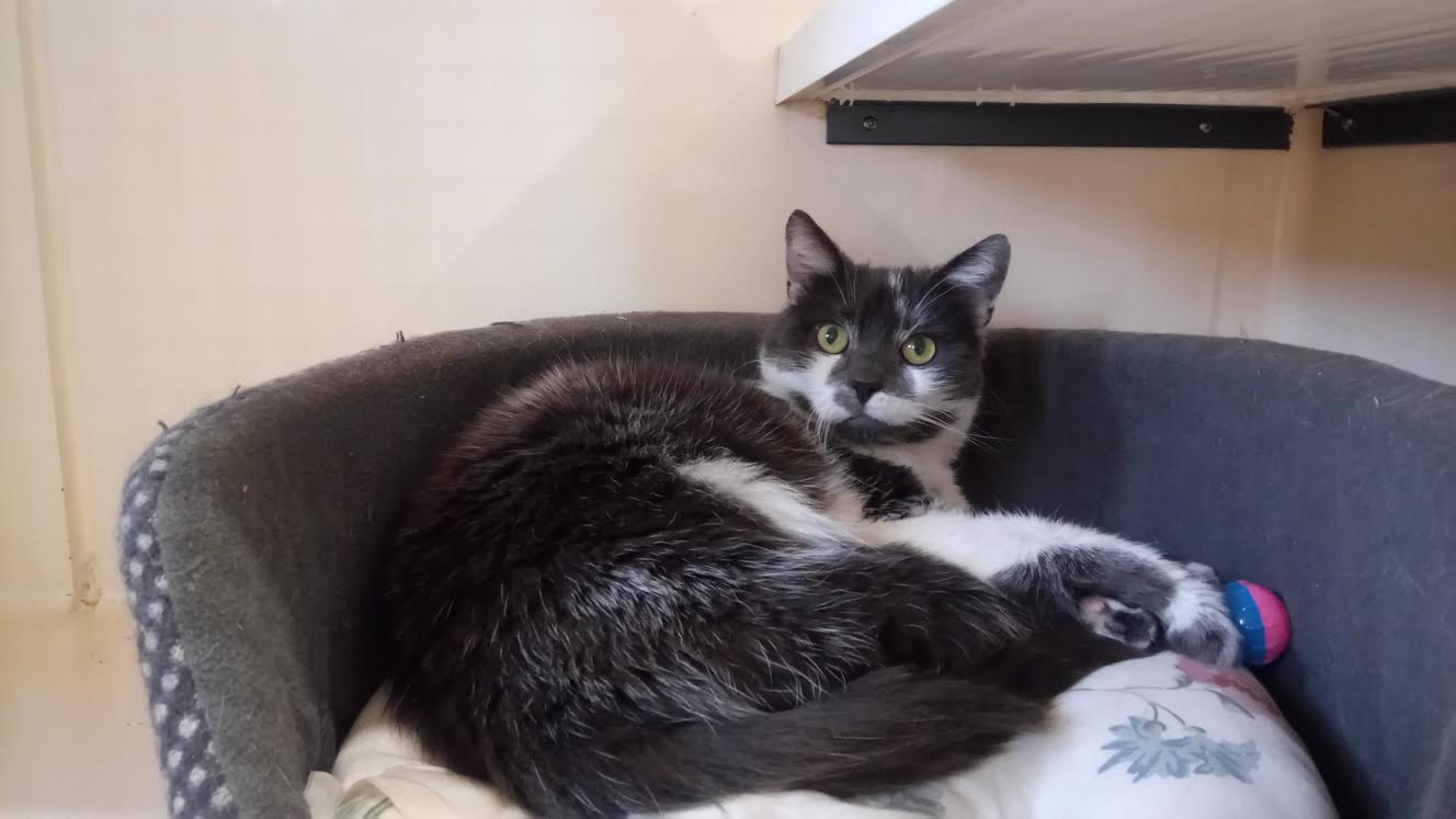 tilly | Heatons Cats