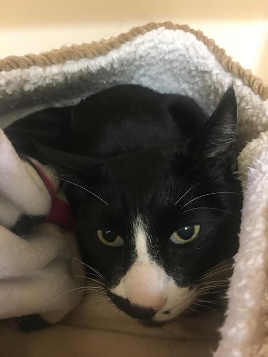 Alfie siamese cross | Heatons Cats