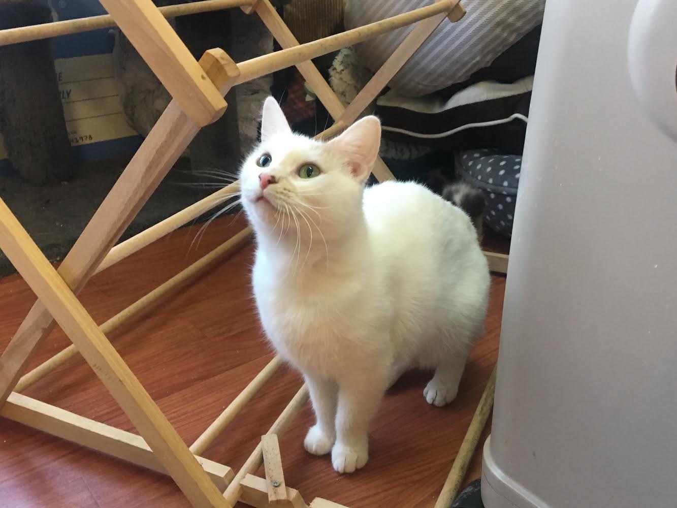 Tilly 1 | Heatons Cats