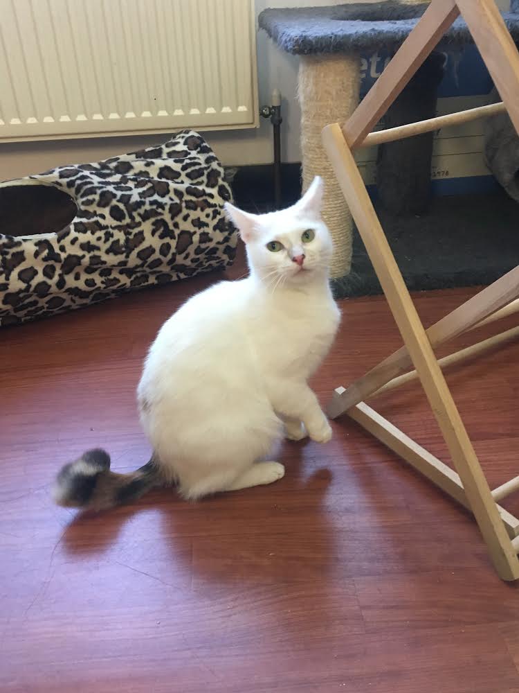 Tilly 2 | Heatons Cats