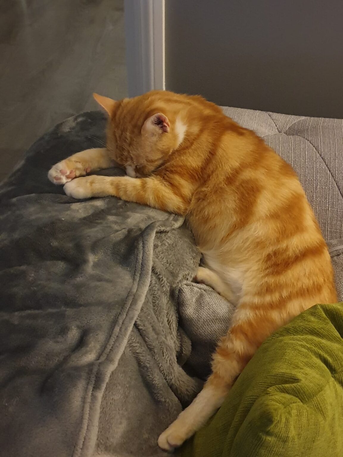 Cats and kittens adopted | Heatons Cats