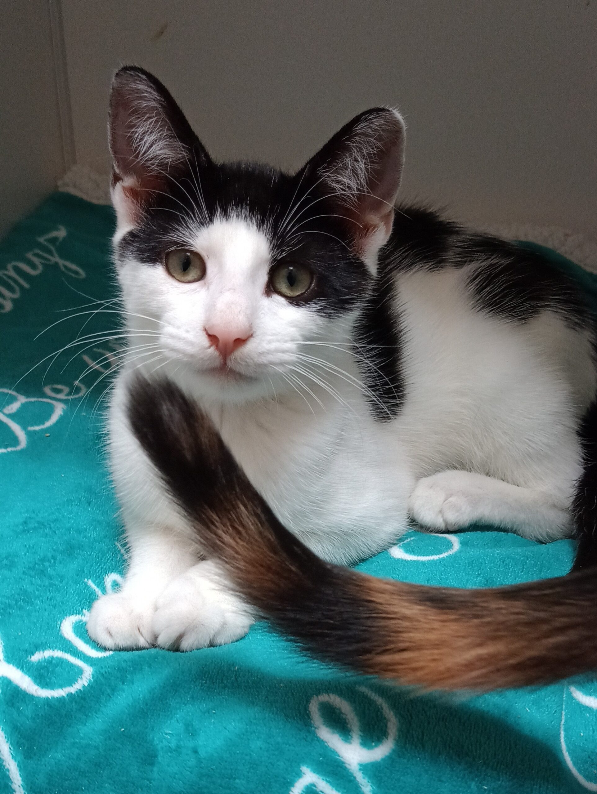 Kittens | Heatons Cats